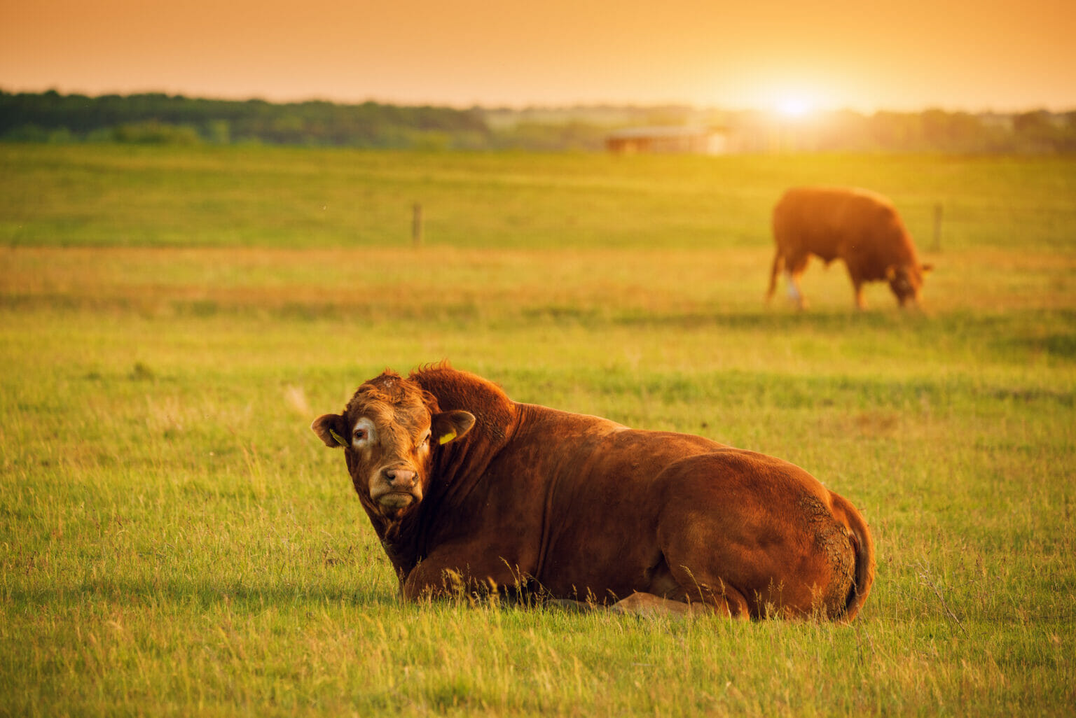 Oklahoma Meat Processors | One Sixty Processing